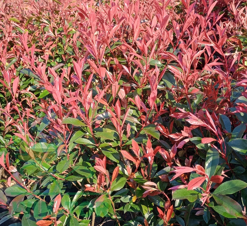 Głogownik Carre Rouge Photinia Fotinia - Ogrodniczy sklep internetowy ...